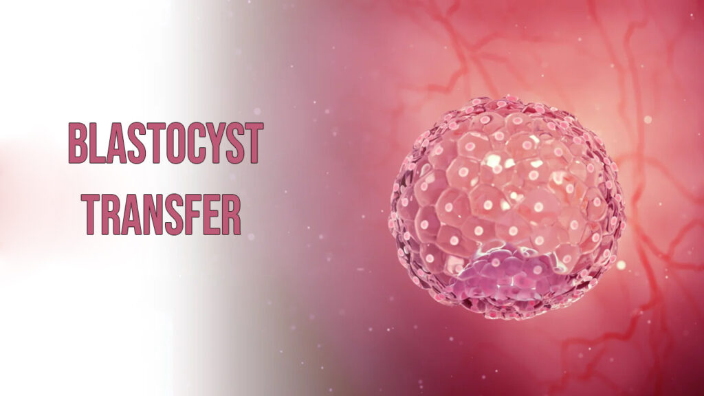 Blastocyst Explained Frequently Asked Questions